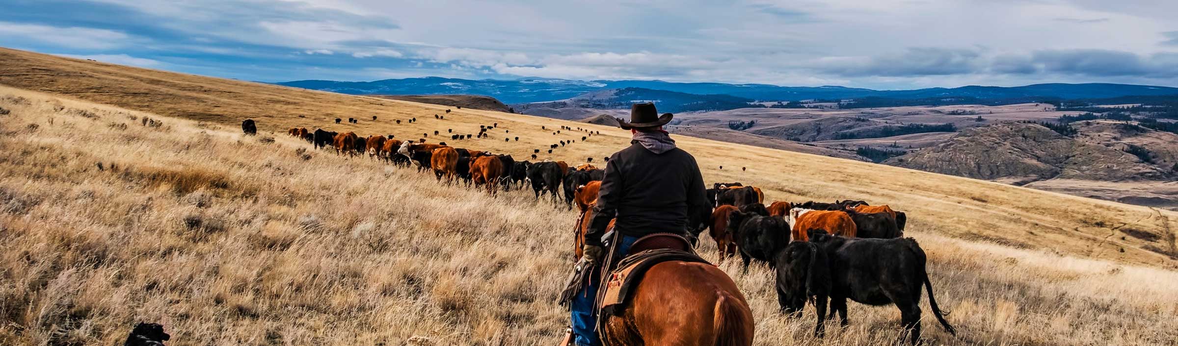 Home - Grasslands Conservation Council of BC