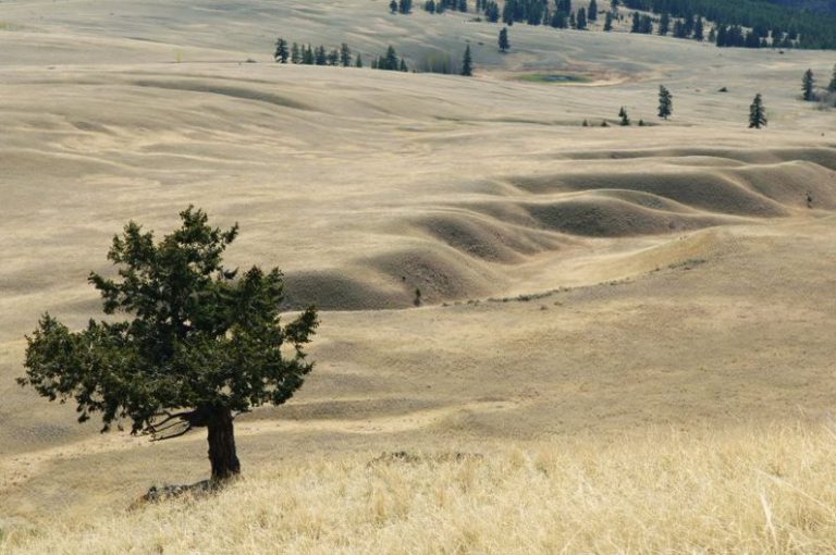 Home - Grasslands Conservation Council of BC