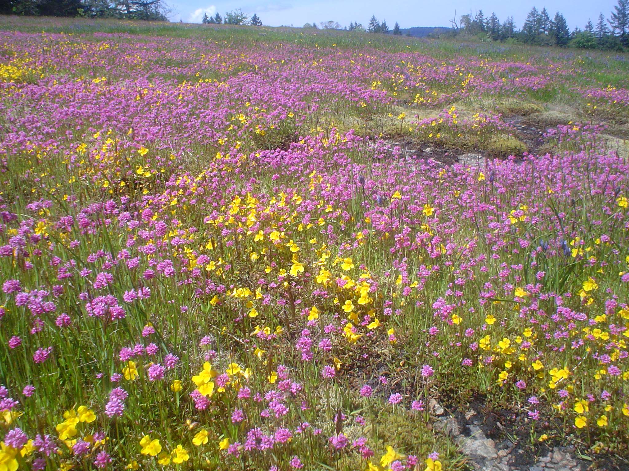 Save Harewood Plains from Development - Grasslands Conservation Council ...